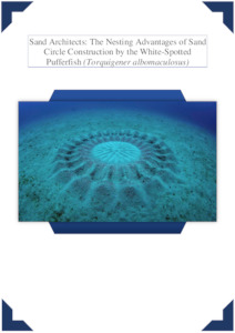 Sand Architects: The Nesting Advantages of Sand Circle Construction by ...